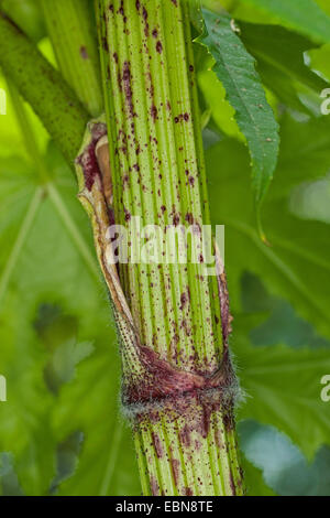 Giant hogweed stem, Germany Stock Photo - Alamy