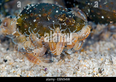 Sand hopper, Sand-hopper, Sandhopper, Greater sandhopper (Talitrus ...