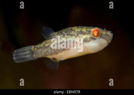 Red tailed Red eye puffer, Crested Puffer (Carinotetraodon irrubesco ...