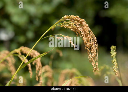 common millet, European millet, wild-proso millet (Panicum miliaceum ...