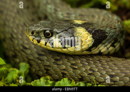 grass snake (Natrix natrix), portrait of a female, Germany, Bavaria ...