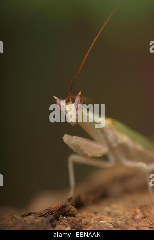 Gambian Spotted-eye Flower Mantis (Pseudoharpax virescens), male Stock ...