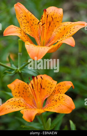 Orange lily flowers Stock Photo - Alamy
