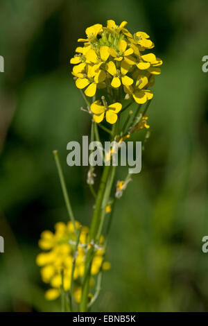 Treacle mustard, Wormseed mustard, Wallflower mustard, Worm-seed ...
