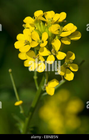 Treacle mustard, Wormseed mustard, Wallflower mustard, Worm-seed ...