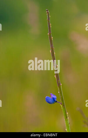 Lupinus polyphyllus, inflorescence, closeup Stock Photo - Alamy