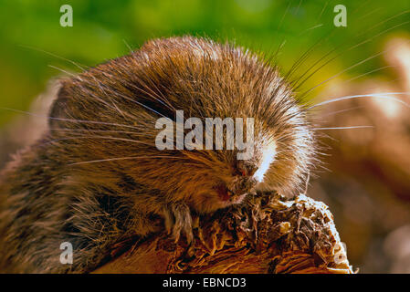 European pine vole Stock Photo - Alamy