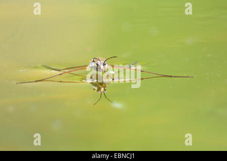 Water Striders or Pond Skaters or Gerridae or jesus bugs walking and ...