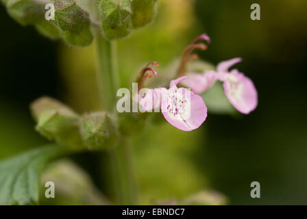 Cat Thyme Germander (Teucrium marum), flowering plant, studio picture ...