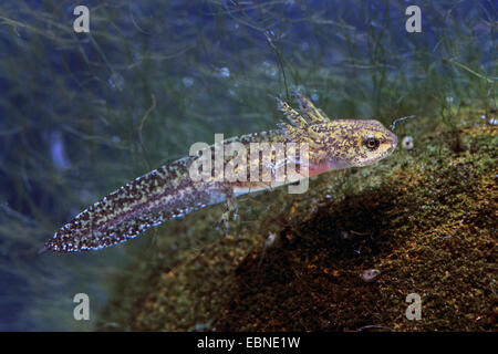 Smooth newt (Lissotriton vulgaris) larva / tadpole in a concrete garden ...