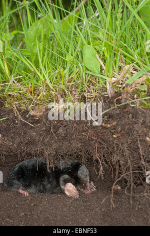 European mole, Common mole, Northern mole (Talpa europaea), molehill im ...