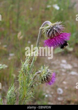 A bumble bee on the flower of musk thistle (Carduus nutans Stock Photo ...