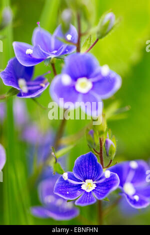 A vertical closeup shot of blooming veronica chamaedrys flowers Stock ...