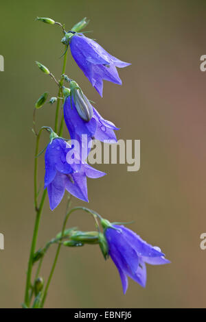 lady's-thimble, scotch bluebell, harebell (Campanula rotundifolia ...