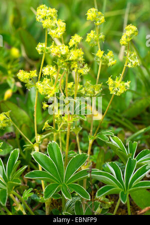 Flowering Alpine Lady's Mantle, Alchemilla alpina, Growing on Cliff or ...