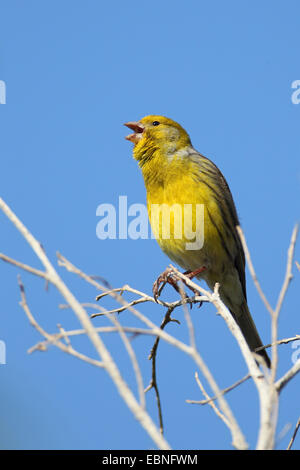 island canary (Serinus canaria), bird in a cage in a lane of Alcudia ...