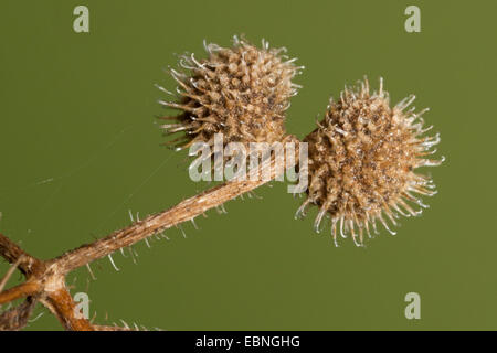 Fruit or burrs of cleavers, Galium aparine, with hooks that attach to ...