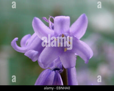 Horizontal close-up of Spanish bluebell flowers showing delicate ...