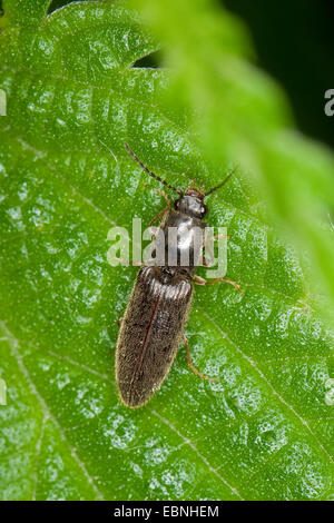 Athous haemorrhoidalis - click beetle from above with antennae spread ...