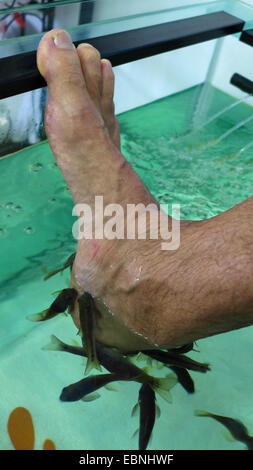 Garra Rufa Fish - healing fish eating dead skin from woman leg Stock ...