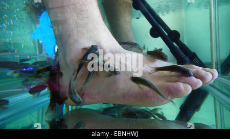 Doctor fish, Nibble fish, Kangal fish (Garra rufa), boy dipping the ...