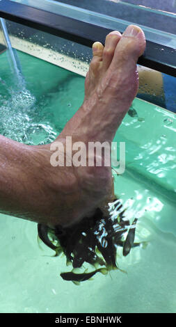 Garra Rufa Fish - healing fish eating dead skin from woman leg Stock ...