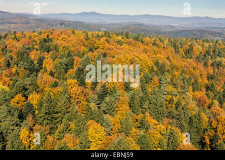 4 seasons beech tree Bavarian forest Bavaria Germany Europe. See Stock ...