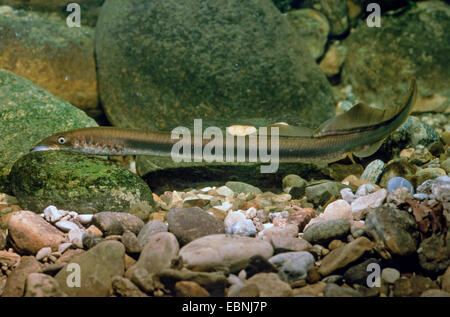 river lamprey, lampern, European river lamprey (Lampetra fluvialis ...