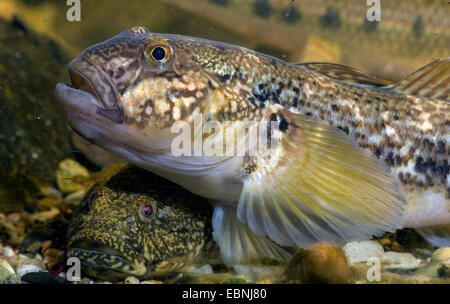 A Round Goby (Neogobius melanostomus) an invasive species fish sits on ...