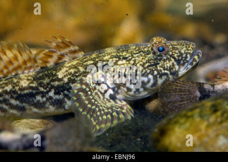 Bighead goby (Neogobius kessleri), portrait Stock Photo - Alamy