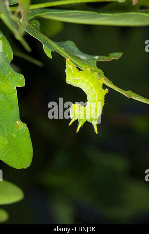 Sprawler, Common sprawler (Asteroscopus sphinx, Brachionycha sphinx ...