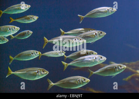 Atlantic horse mackerel, scad, maasbanker (Trachurus trachurus ...