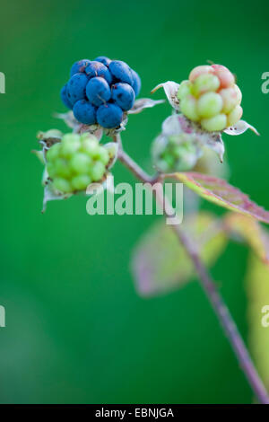 European dewberry (Rubus caesius), mature fruits Stock Photo - Alamy