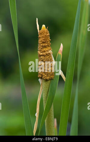 Inflorescence of a bulrush (Typha Stock Photo - Alamy