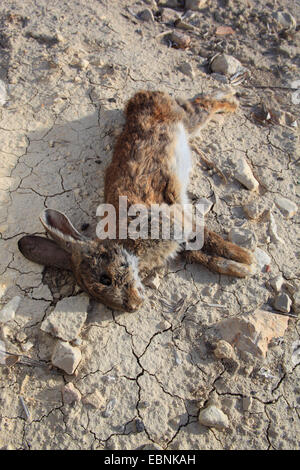 The body of a dead rabbit lying on the road after being hit by a ...