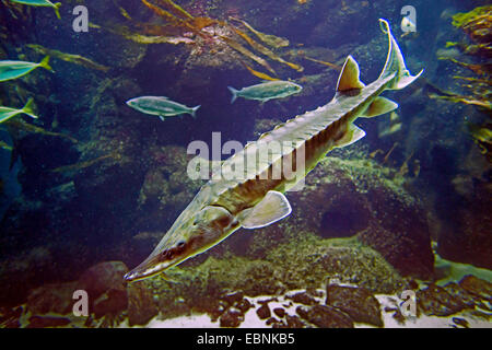 Atlantic sturgeon (Acipenser oxyrinchus, Acipenser oxyrhynchus ...
