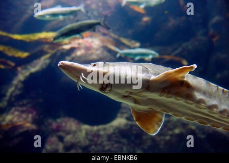 Atlantic sturgeon (Acipenser oxyrhynchus), portrait fish from below ...