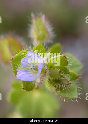 ivy-leaf speedwell (Veronica hederifolia), blooming, Germany, Lower ...