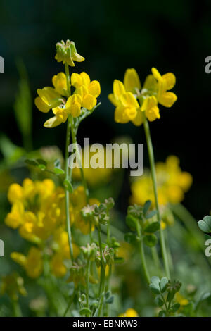 Yellow flowers of crown vetch. Flowering plant close-up. Coronilla ...