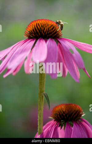 Bee on Purple Coneflower in Garden Stock Photo - Alamy