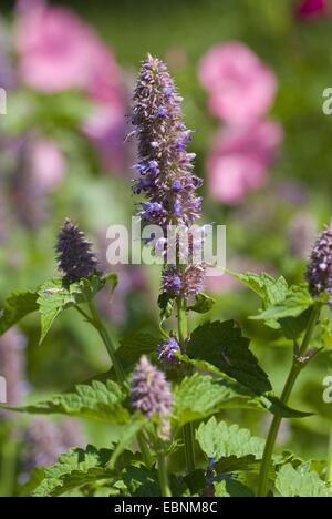 Mexican lemon hyssop (Agastache mexicana), blooming Stock Photo - Alamy