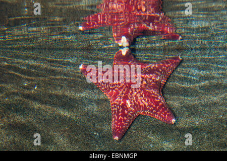 Red Cushion Starfish Porania pulvillus Alesund North Atlantic Norway ...