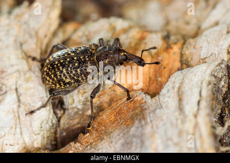 Weevil (Hylobius excavatus, Hylobius piceus), on bark, Germany Stock ...