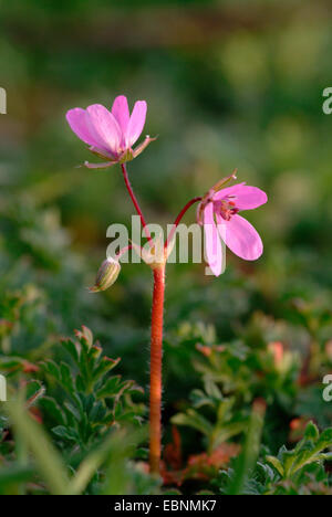 common stork's-bill, red-stemmed filaree, pin clover (Erodium ...