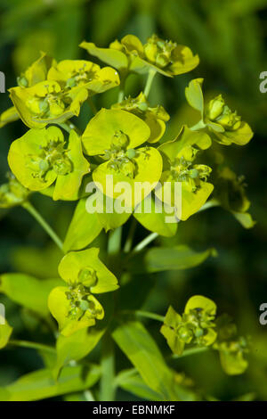 Sweet spurge (Euphorbia dulcis), inflorescence, Germany Stock Photo - Alamy