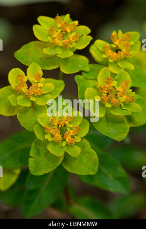 Yellow and green Cushion spurge, Euphorbia Polychroma, Euphorbiaceae ...