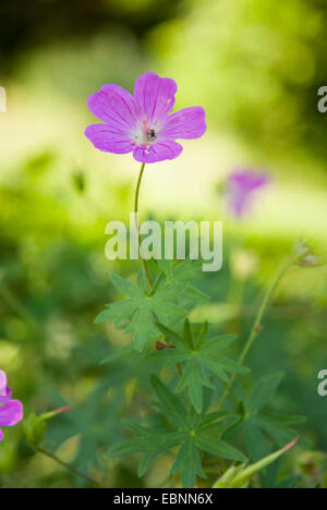 marsh cranesbill (Geranium palustre), blooming, Germany Stock Photo - Alamy