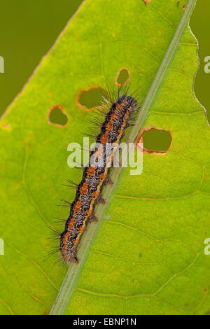 Reed Dagger Moth, Simyra albovenosa Stock Photo - Alamy