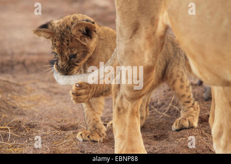 Lion cub bites the tail of lioness, pulling the tail, while two other ...