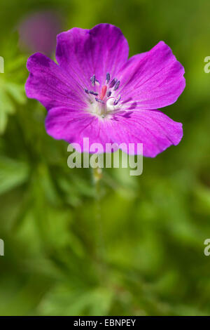 Flower of blood red cranesbill (Geranium sanguineum Stock Photo - Alamy